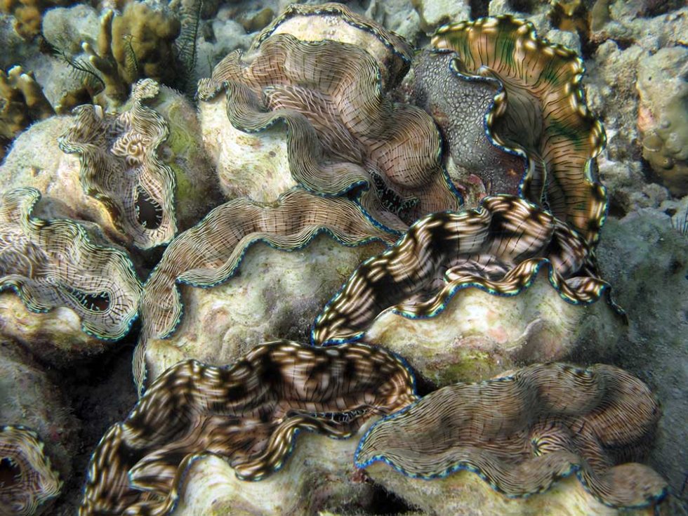 Giant Clam and Abalone Farming for Conservation and Community Benefits ...