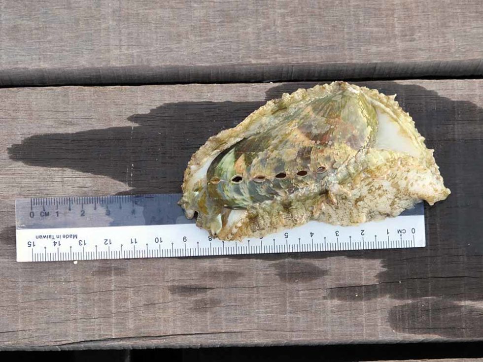 Giant Clam and Abalone Farming for Conservation and Community Benefits ...